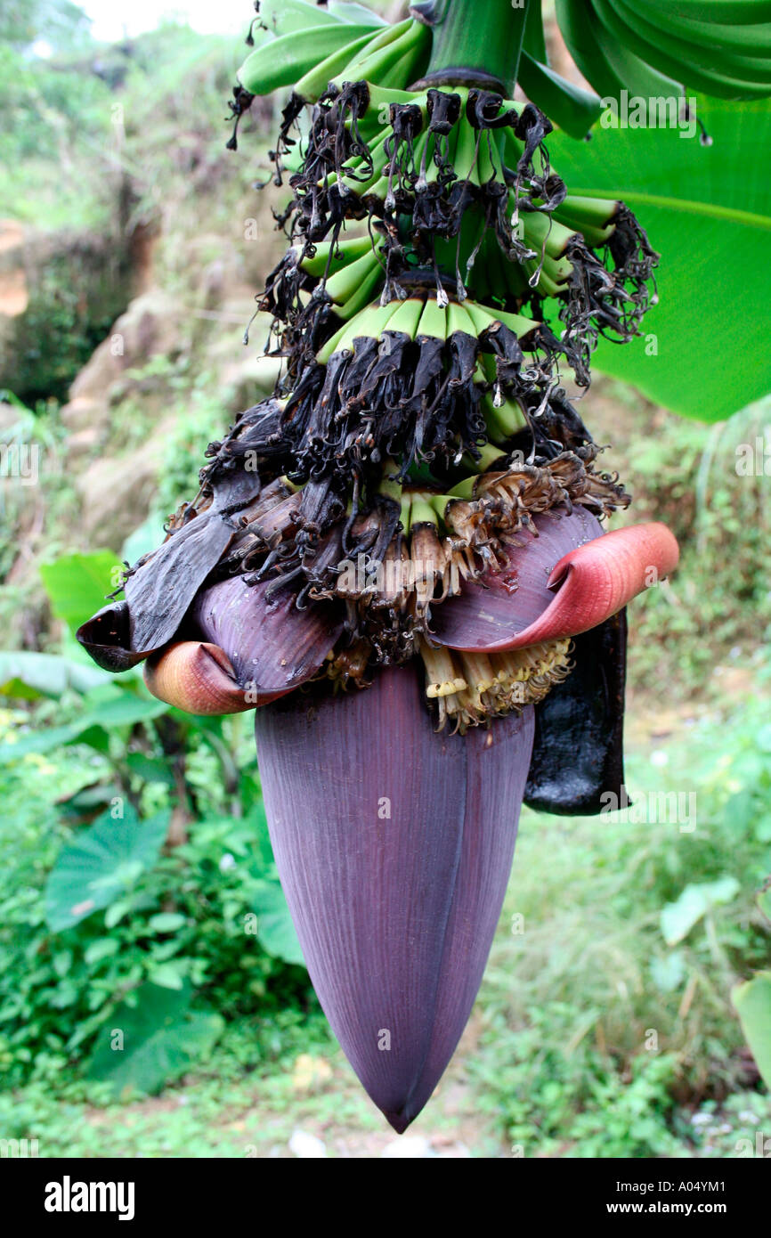 Plantain bio hi-res stock photography and images - Alamy