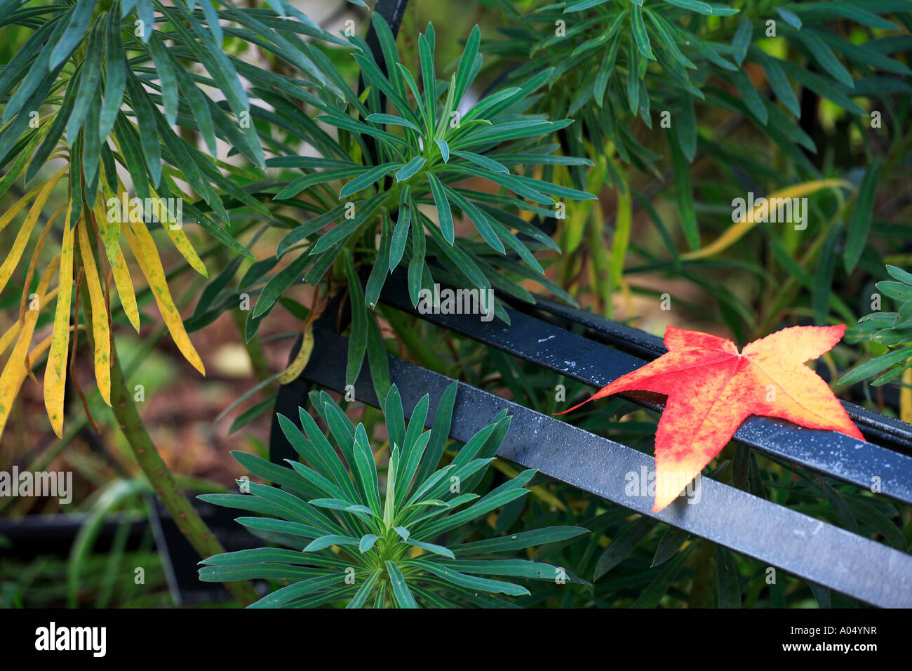 Liquidambar styraciflua Sweet gum tree leaf on the garden bench Stock ...