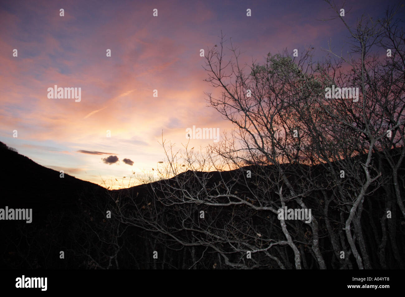Silhouettes de branches hi-res stock photography and images - Alamy