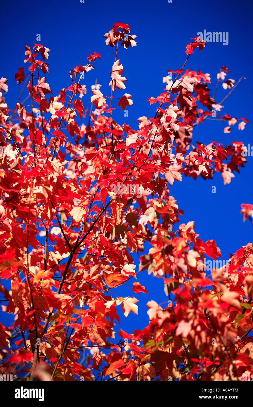 Acer palmatum Maple tree Stock Photo - Alamy