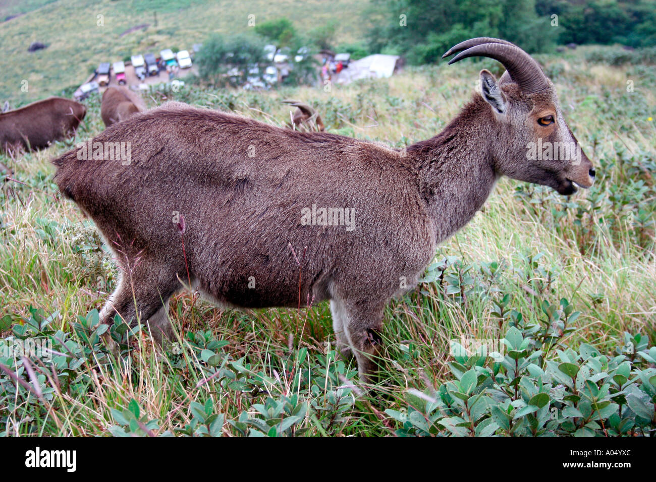 The nilgiri tahr, grazing on the mountaneous grasslands of Munnar in ...