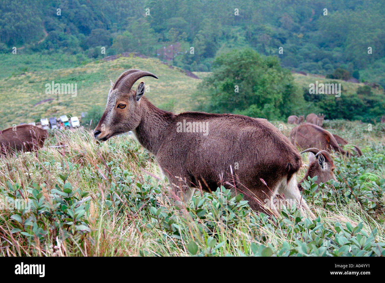 The nilgiri tahr (Hemitragus hylocrius), grazing on the mountaneous ...