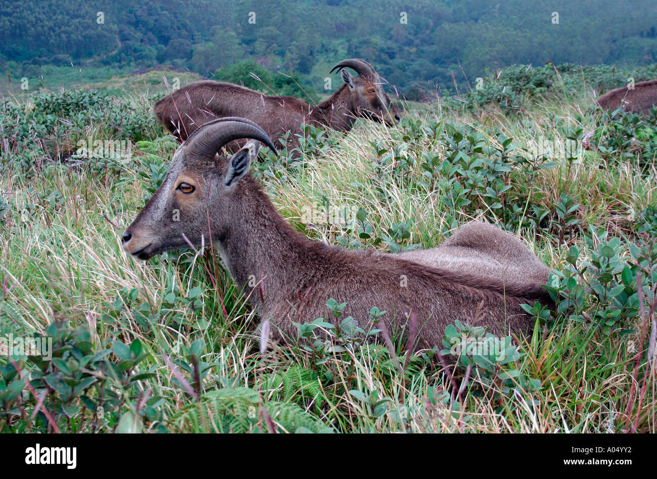 Varayadu Stock Photos & Varayadu Stock Images - Alamy
