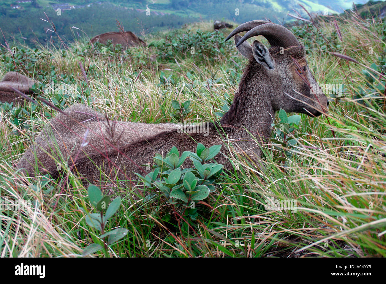 The nilgiri tahr (Hemitragus hylocrius), grazing on the mountaneous ...