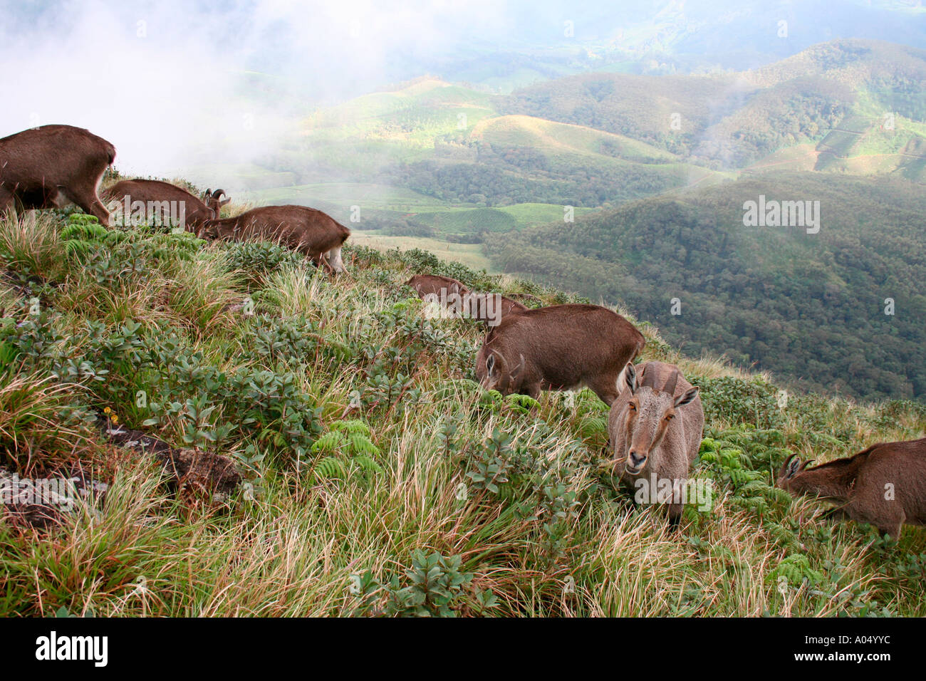 Varayadu hi-res stock photography and images - Alamy