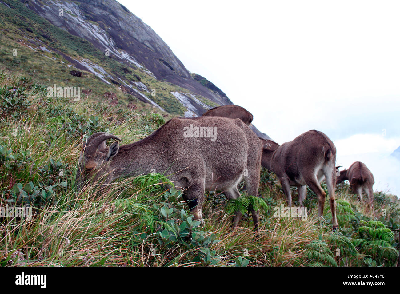 Varayadu Stock Photos & Varayadu Stock Images - Alamy