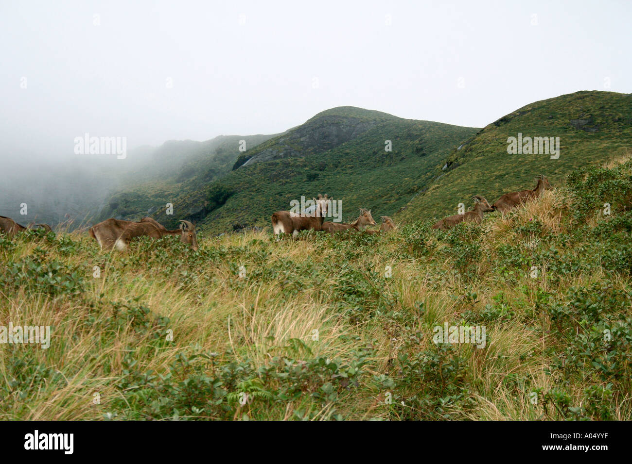 Varayadu hi-res stock photography and images - Alamy