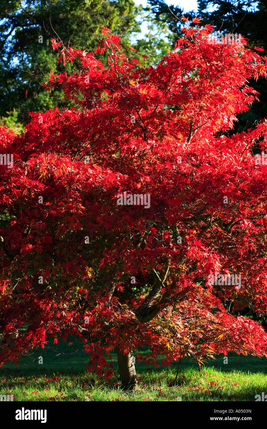 Maple tree Acer palmatum Wakehurst England Stock Photo - Alamy
