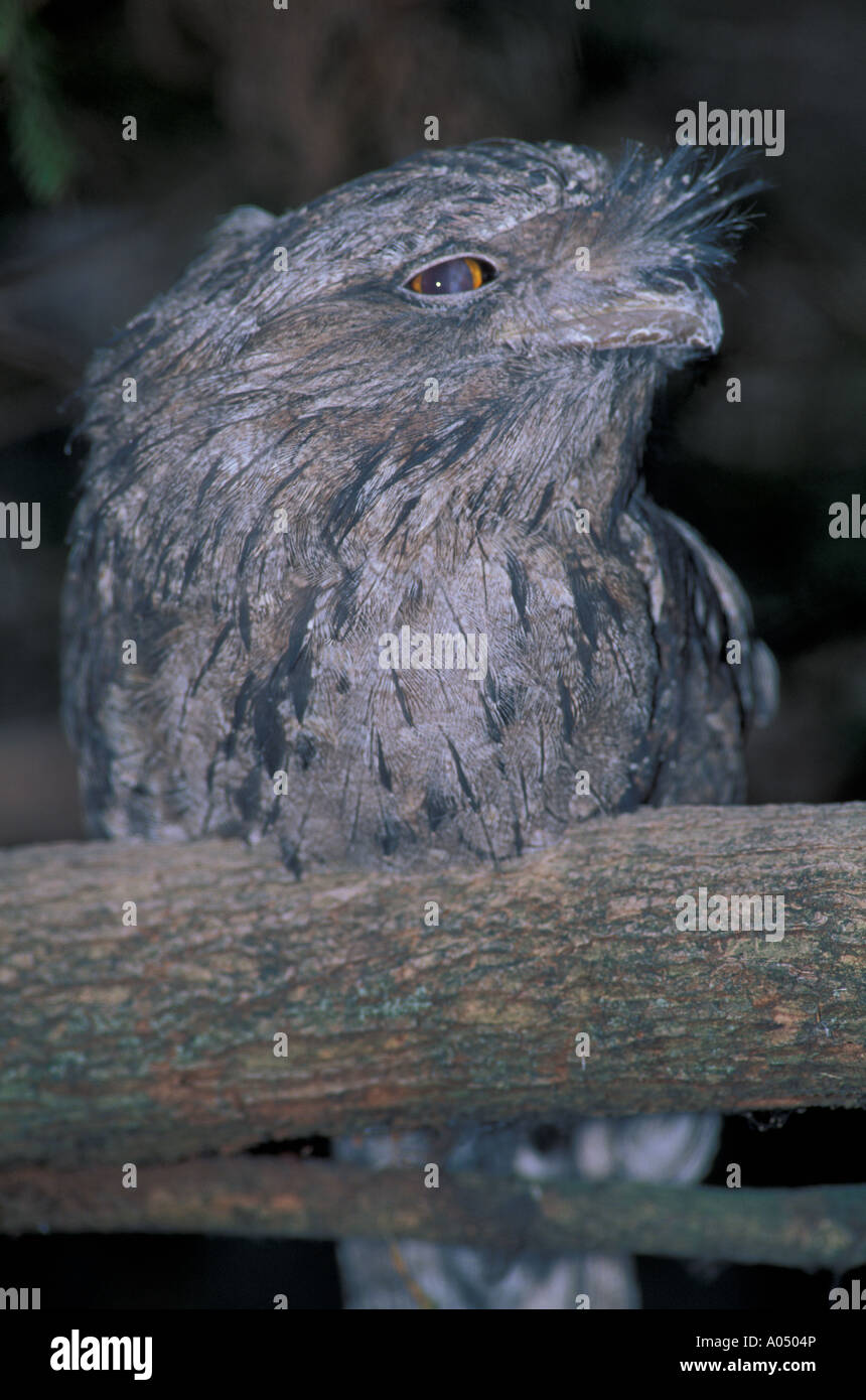 Tawny frogmouth podargus strigoides Stock Photo - Alamy