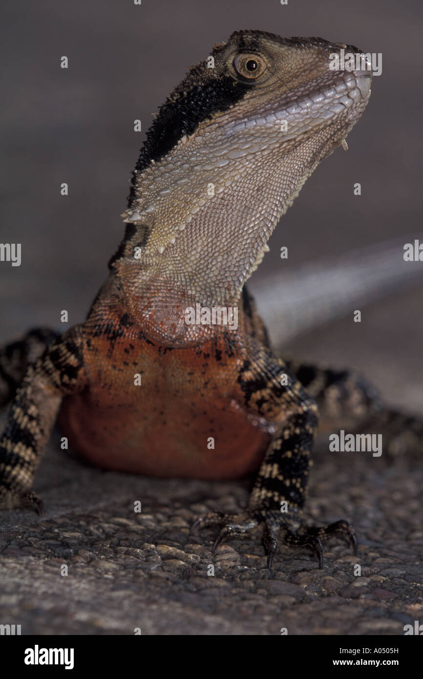 Small lizard looks alert Stock Photo - Alamy