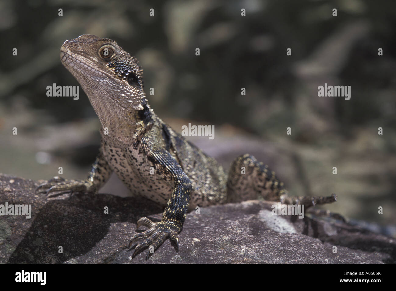 Small lizard looks alert Stock Photo - Alamy