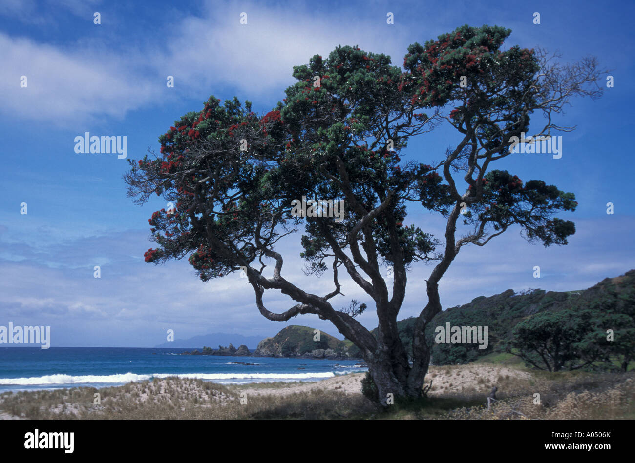 Puhutukawa Tree, New Zealand Stock Photo - Alamy