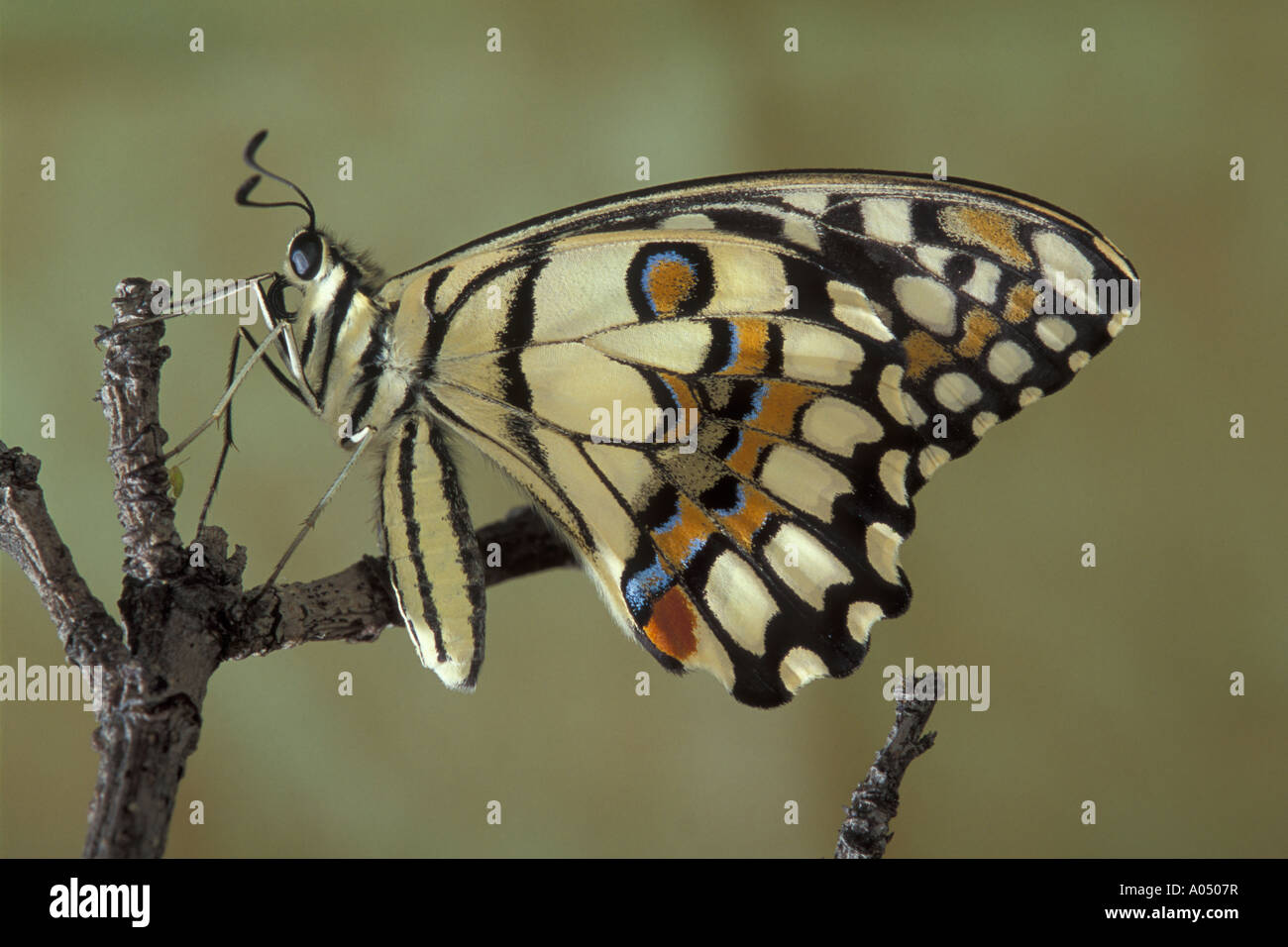 Chequered swallowtail australia hi-res stock photography and images - Alamy