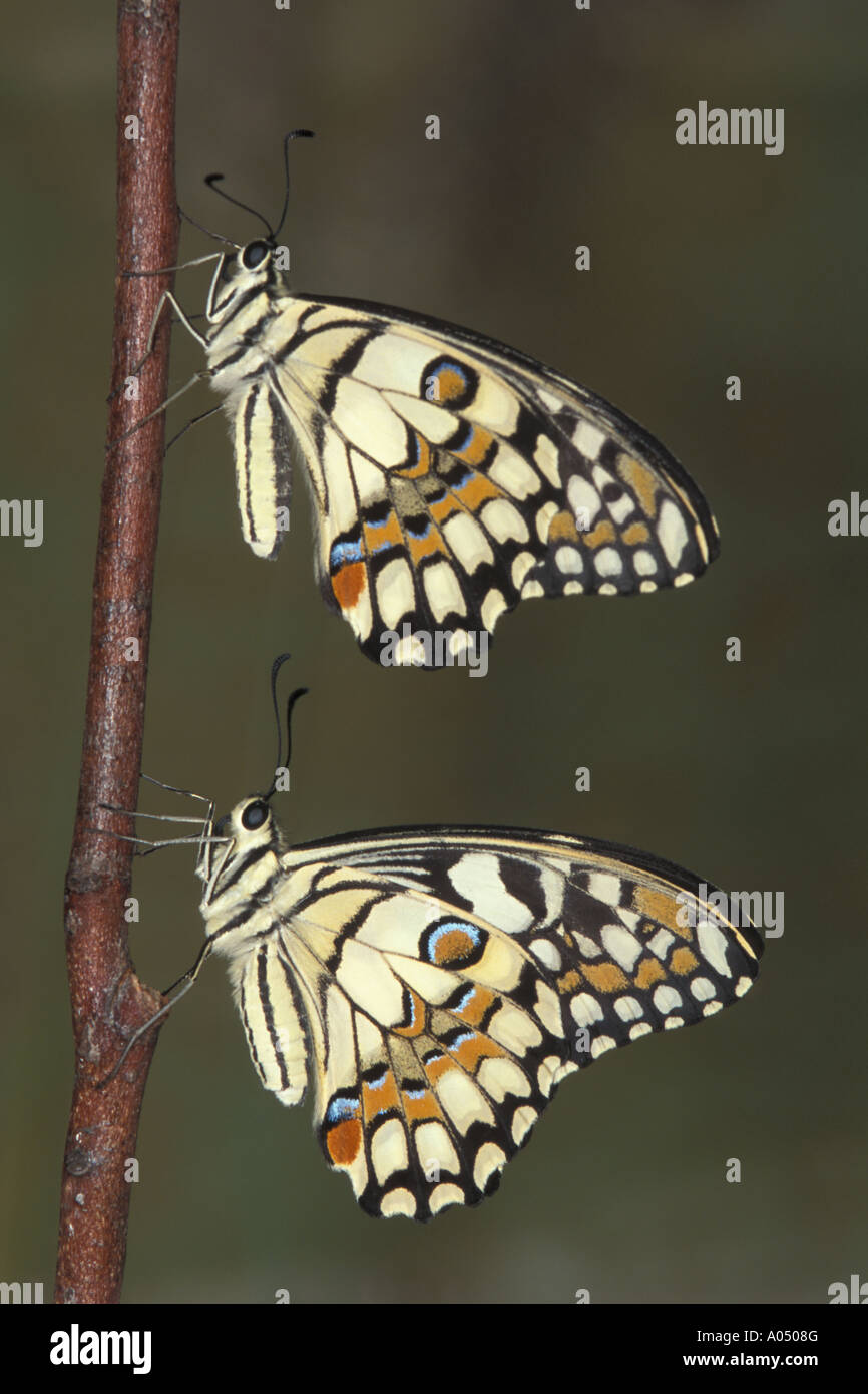 Two Chequered Swallowtail Butterflies Papilio Demoleus Sthenelus Stock ...