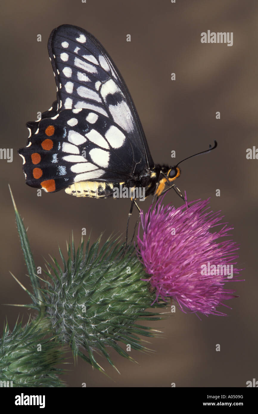 Dainty swallowtail butterfly papilio anactus hi-res stock photography ...