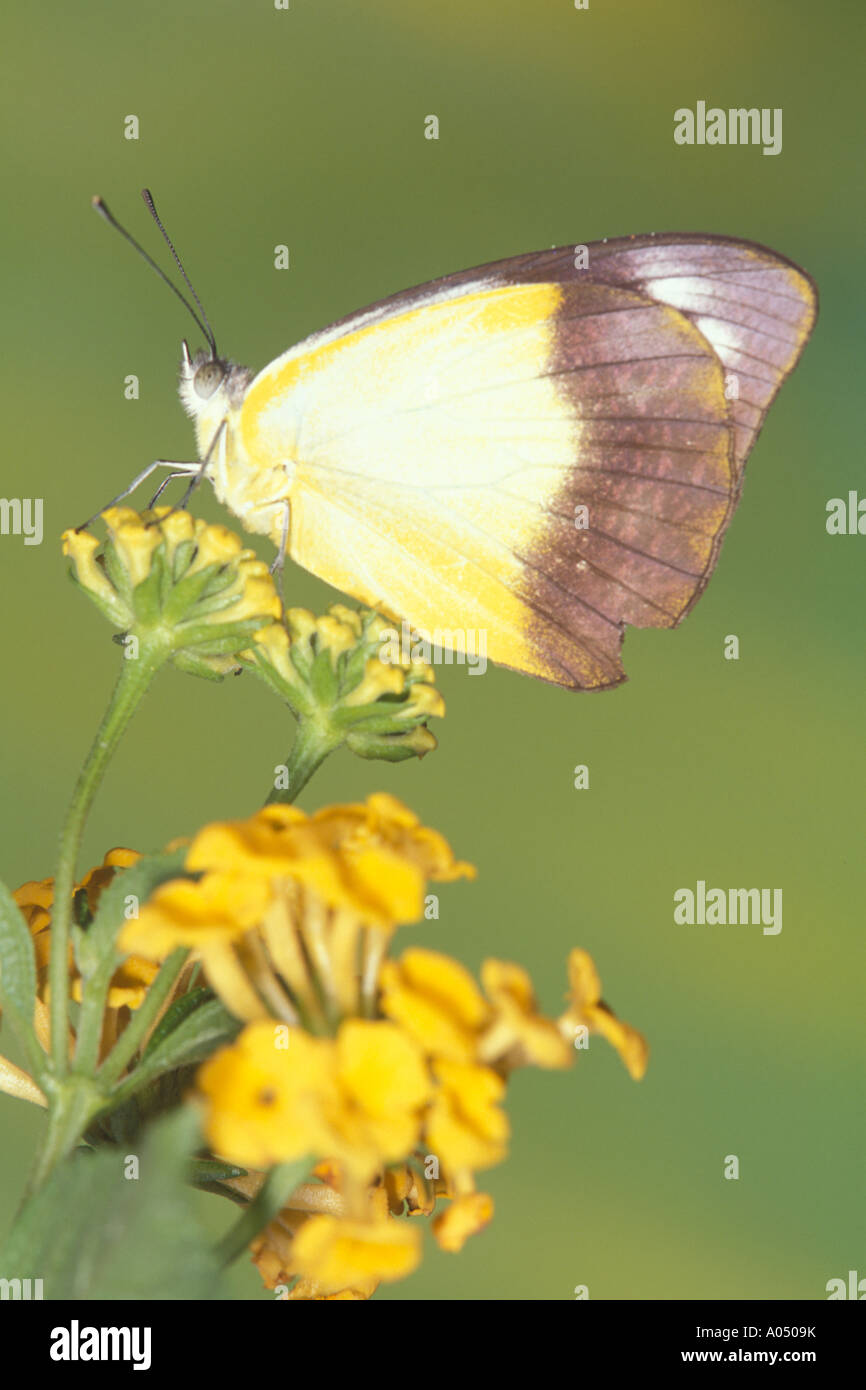 Butterfly metaphor hi-res stock photography and images - Alamy
