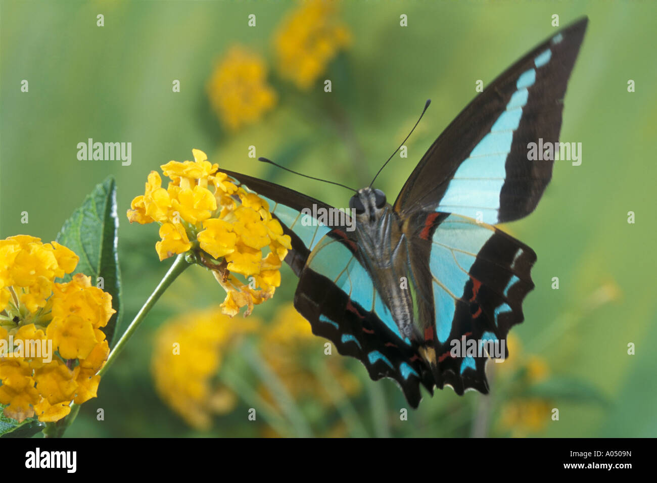 Butterfly in flight hi-res stock photography and images - Alamy