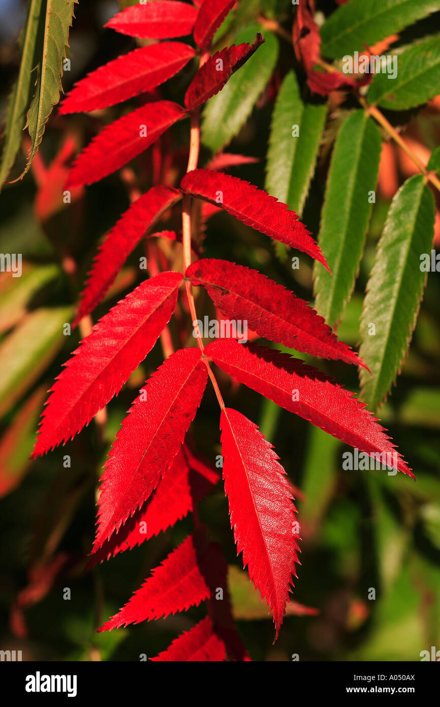 Japanese rowan Sorbus commixta Stock Photo - Alamy