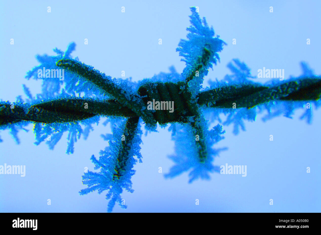 frozen barbed wire Stock Photo - Alamy