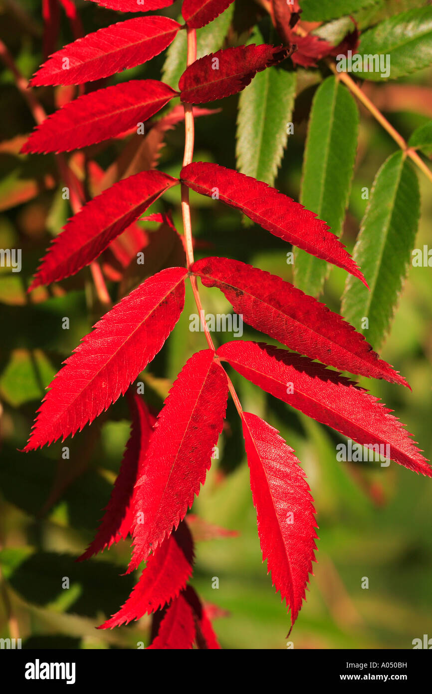 Japanese rowan Sorbus commixta Stock Photo - Alamy