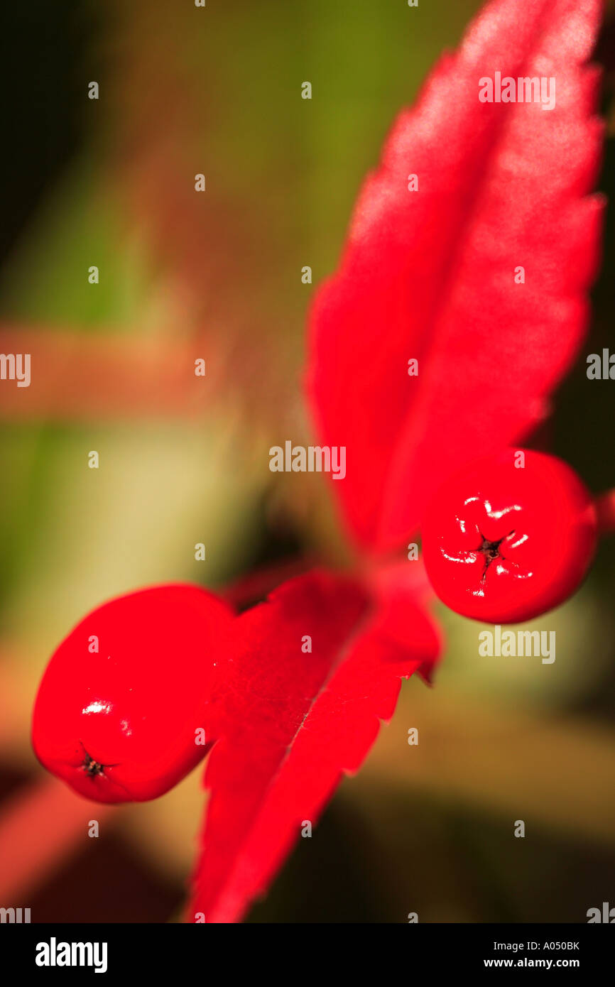 Japanese rowan Sorbus commixta Stock Photo - Alamy