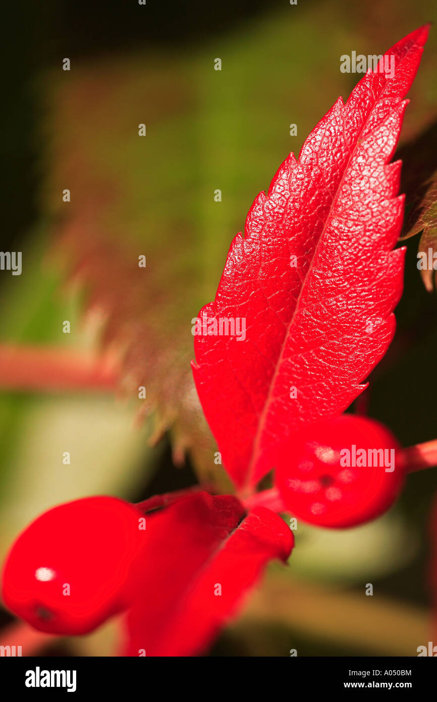 Japanese rowan Sorbus commixa Stock Photo - Alamy