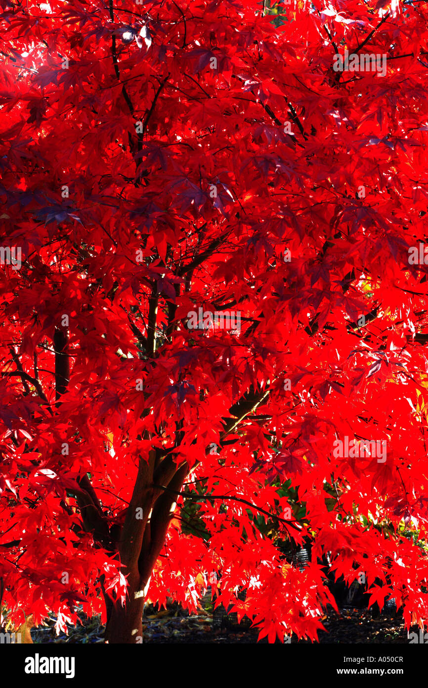 Acer palmatum Maple tree Stock Photo - Alamy