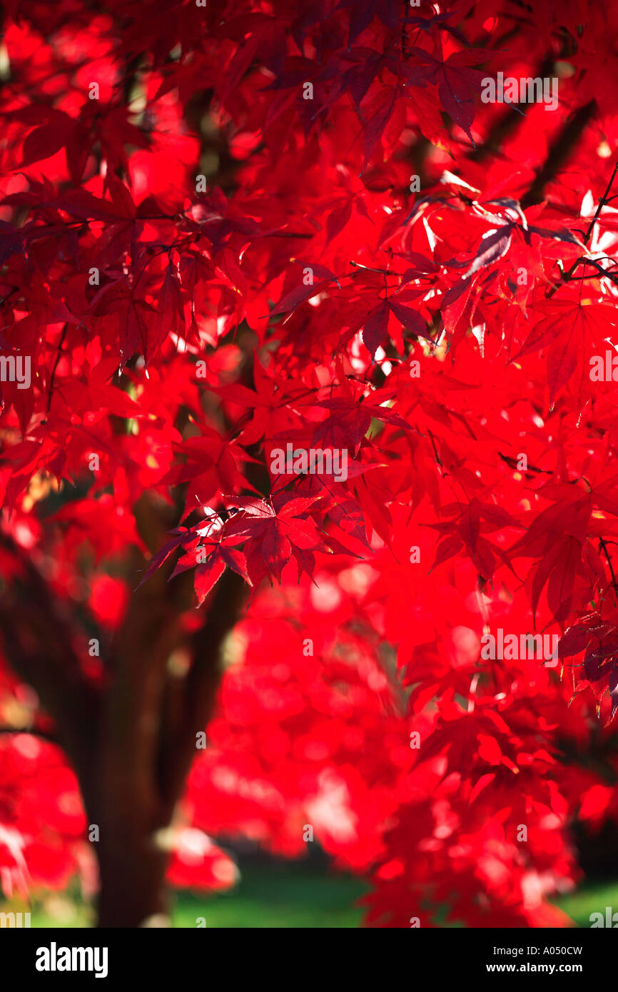 Acer palmatum Maple tree Stock Photo - Alamy