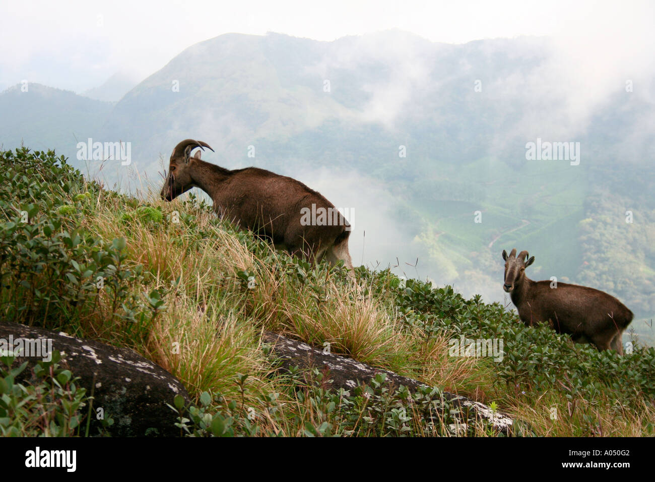 Varayadu hi-res stock photography and images - Alamy