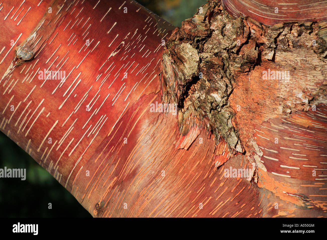 Albasinensis hi-res stock photography and images - Alamy