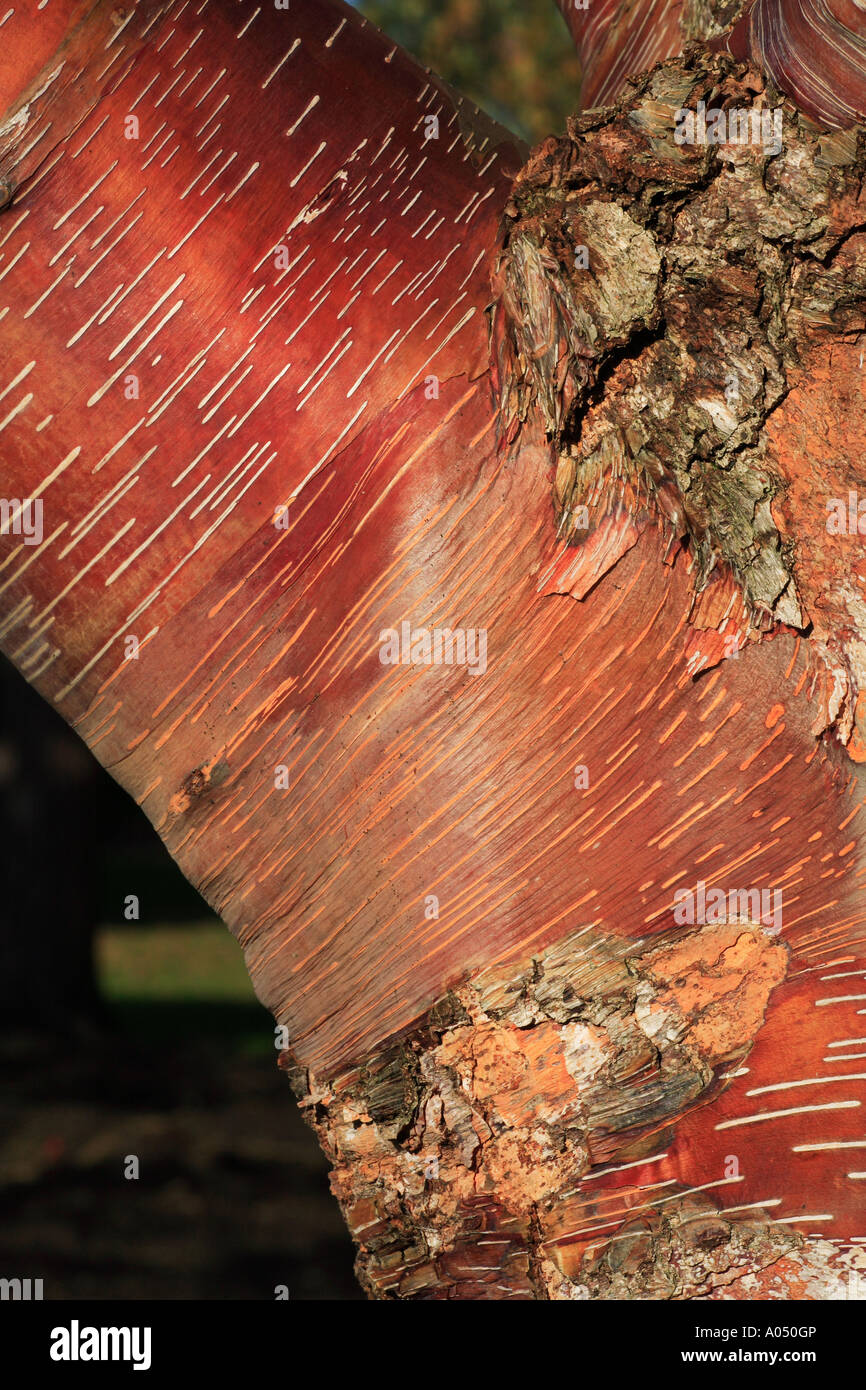 Albasinensis hi-res stock photography and images - Alamy