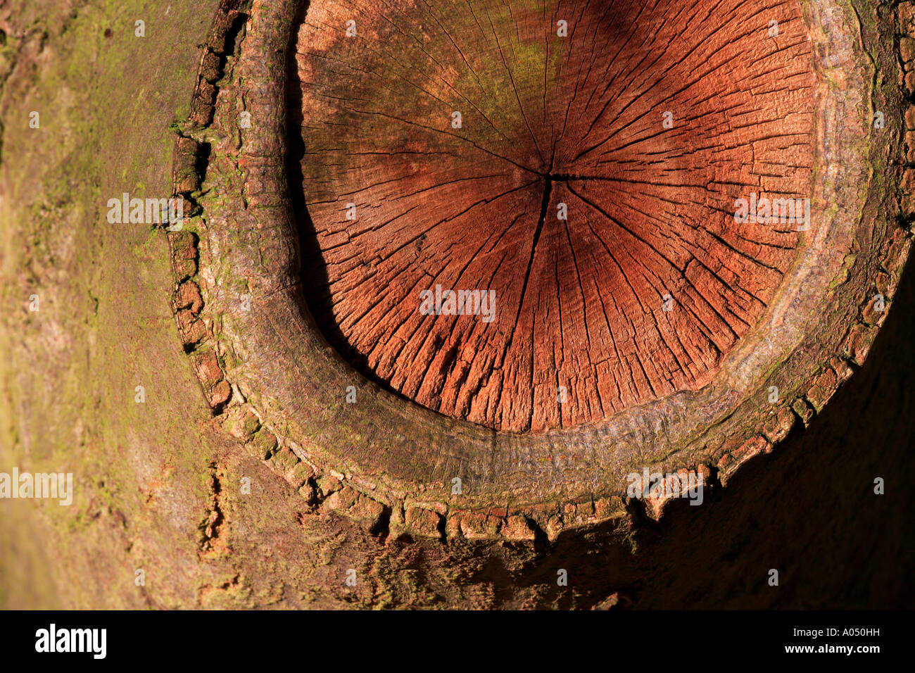 Carpinus betulus Hornbeam tree trunk Stock Photo - Alamy