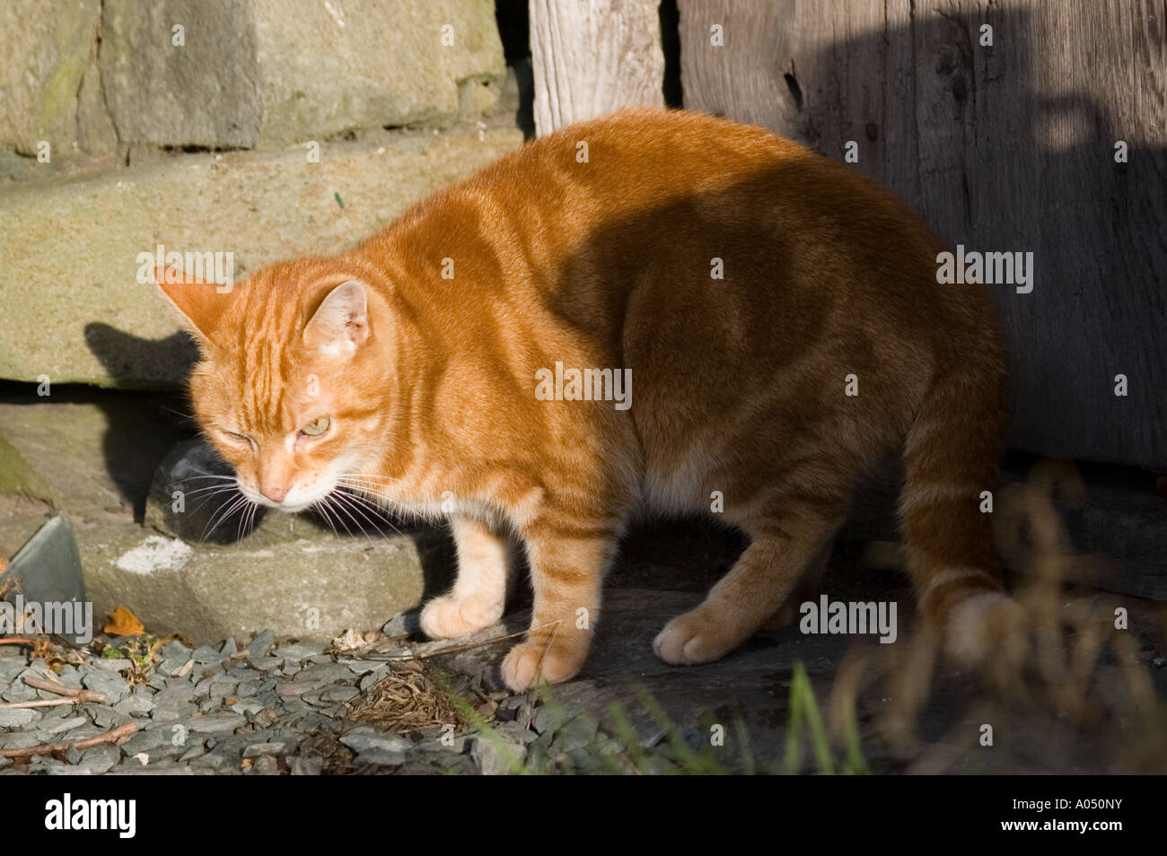 Ginger cat hunting in garden Stock Photo - Alamy