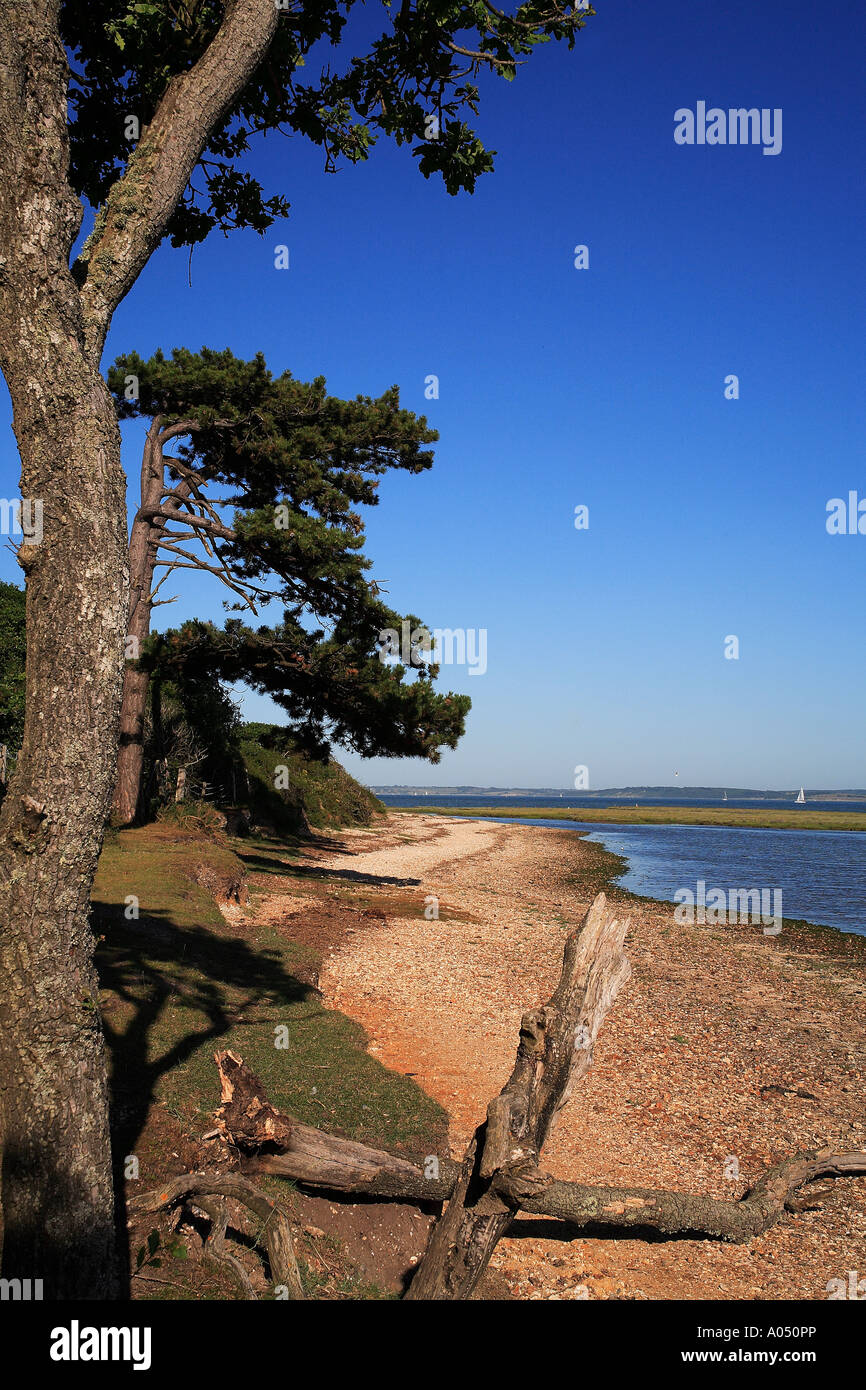 Beach near Lymington New Forest National Park Hampshire England Stock ...