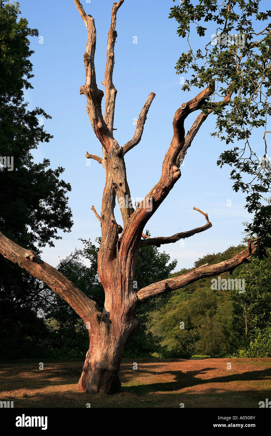 Dead oak in Fritham New Forest National Park Hampshire England Stock ...