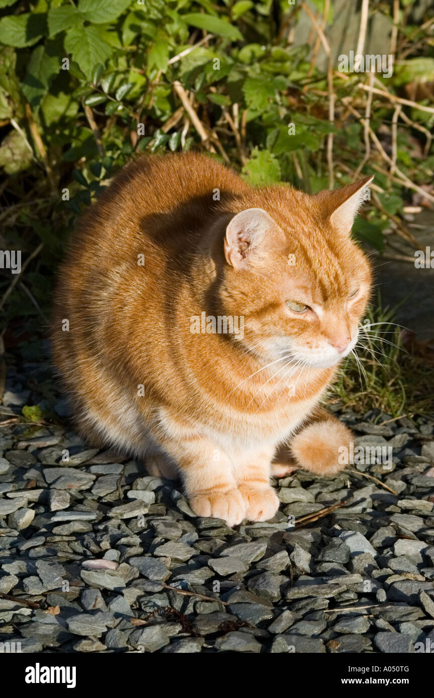 Ginger cat hunting in garden Stock Photo - Alamy