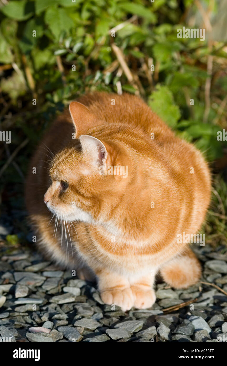 Ginger cat hunting in garden Stock Photo - Alamy