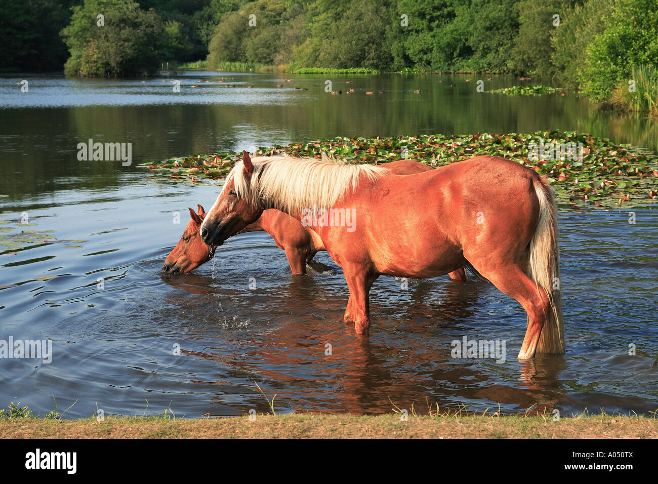 Fritham in the new forest hi-res stock photography and images - Alamy