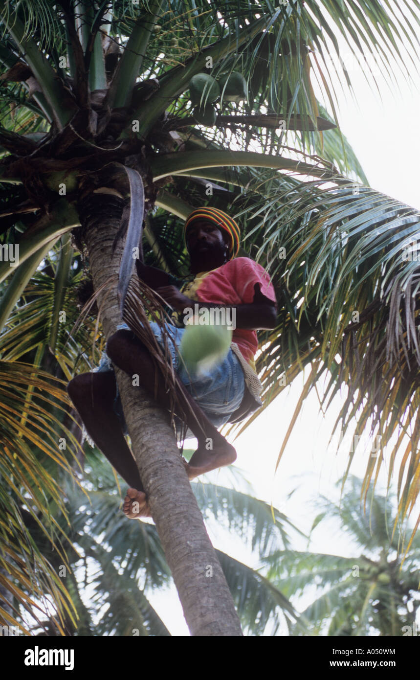 Pick coconuts hi-res stock photography and images - Alamy