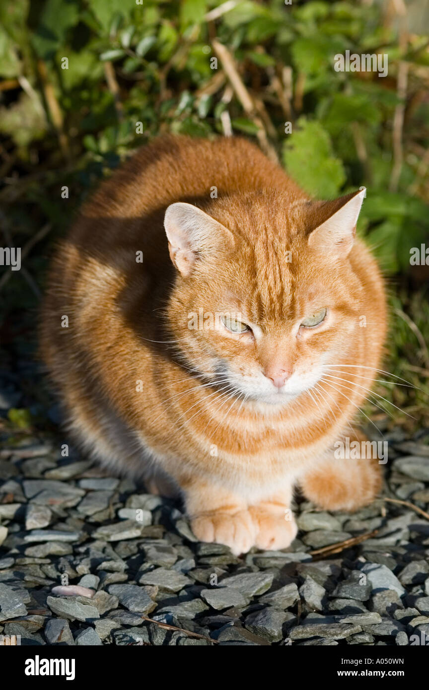 Ginger cat hunting in garden Stock Photo - Alamy