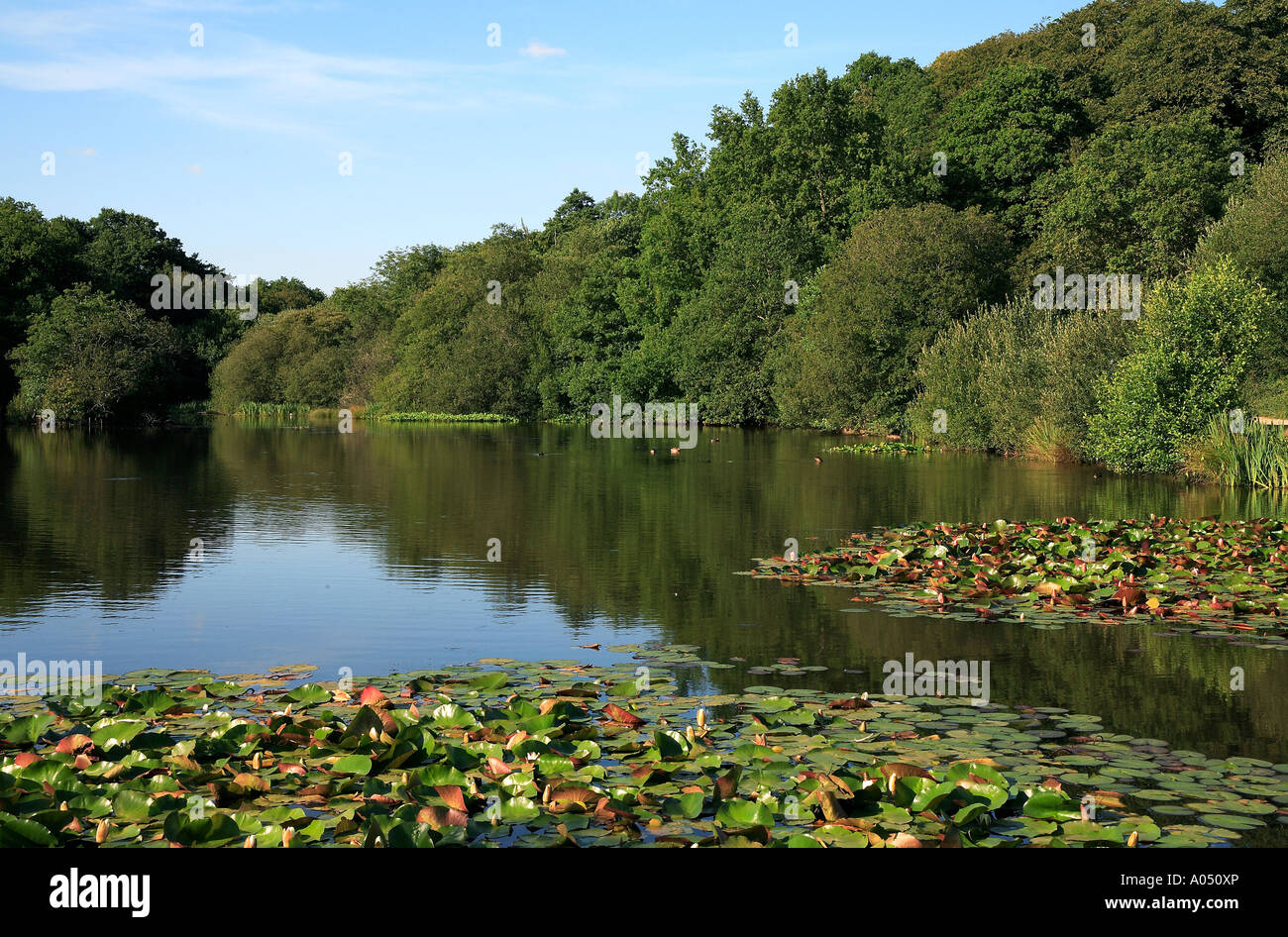 Plants of new england hi-res stock photography and images - Alamy