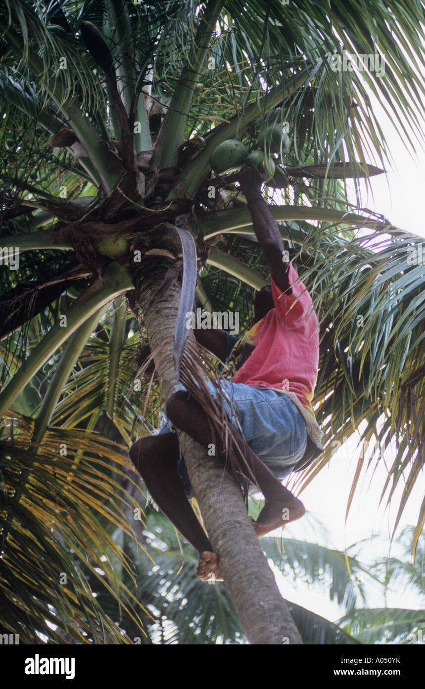 St Lucian man picking Coconuts Stock Photo - Alamy