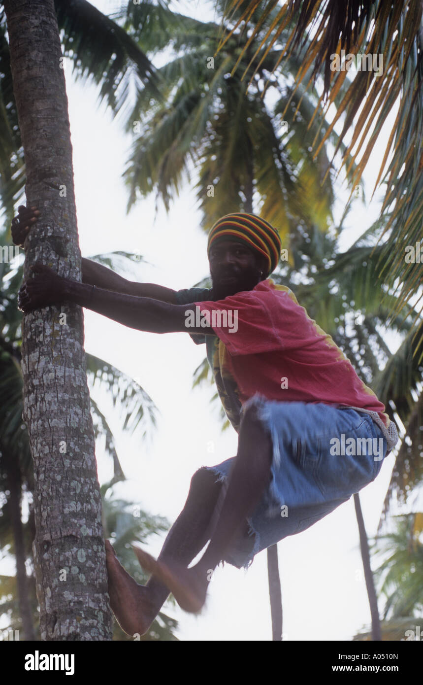 St Lucian man climbing Coconut tree Stock Photo - Alamy
