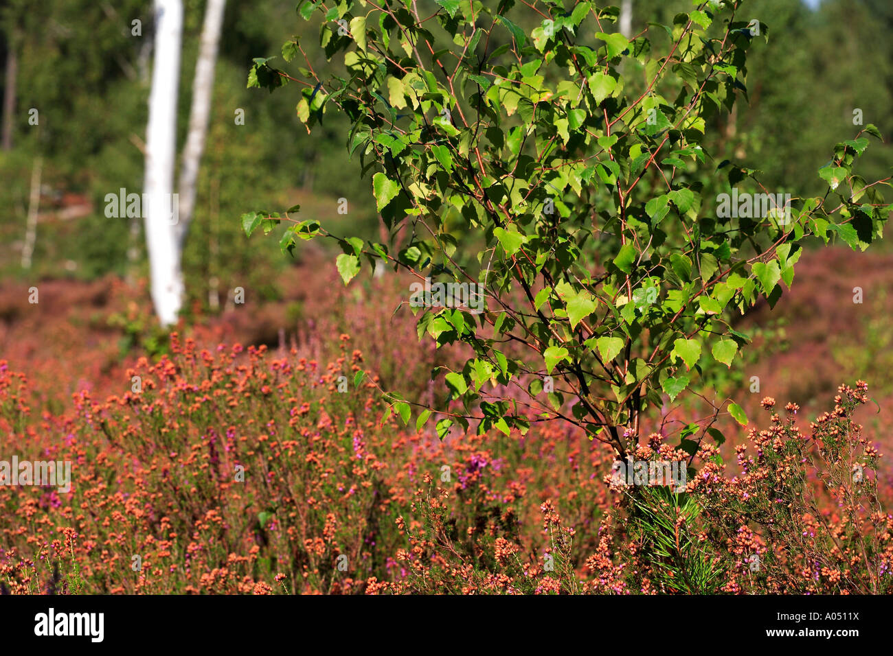 Birch tree and heather Hampshire England Stock Photo - Alamy