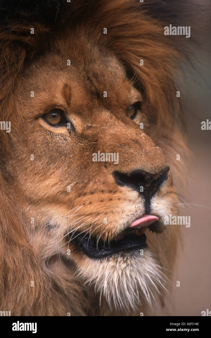 Portrait of male lion Stock Photo - Alamy