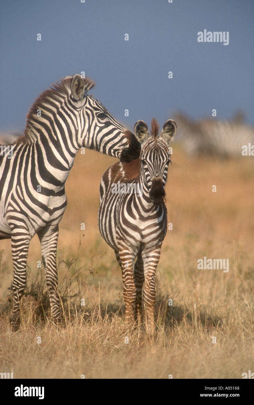 Mother zebra and child Stock Photo - Alamy