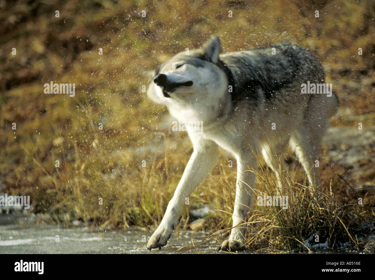 A wolf shaking off water Stock Photo - Alamy