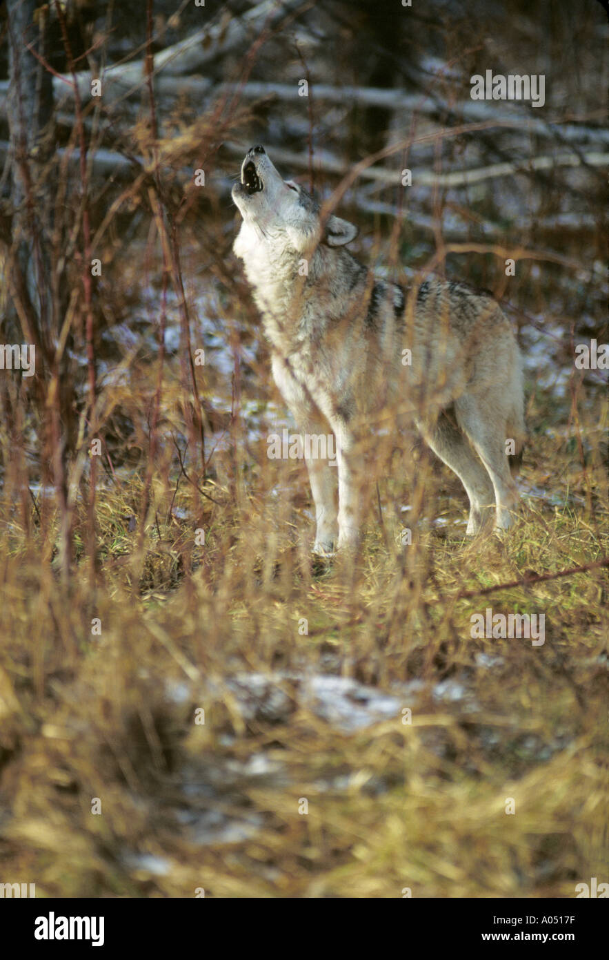 A howling wolf Stock Photo - Alamy