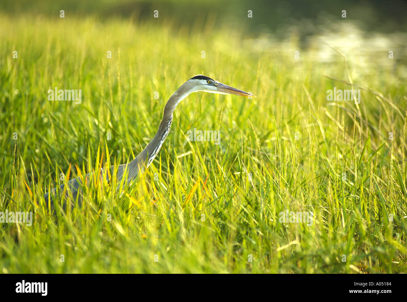 A Great Blue Heron feeding Stock Photo - Alamy