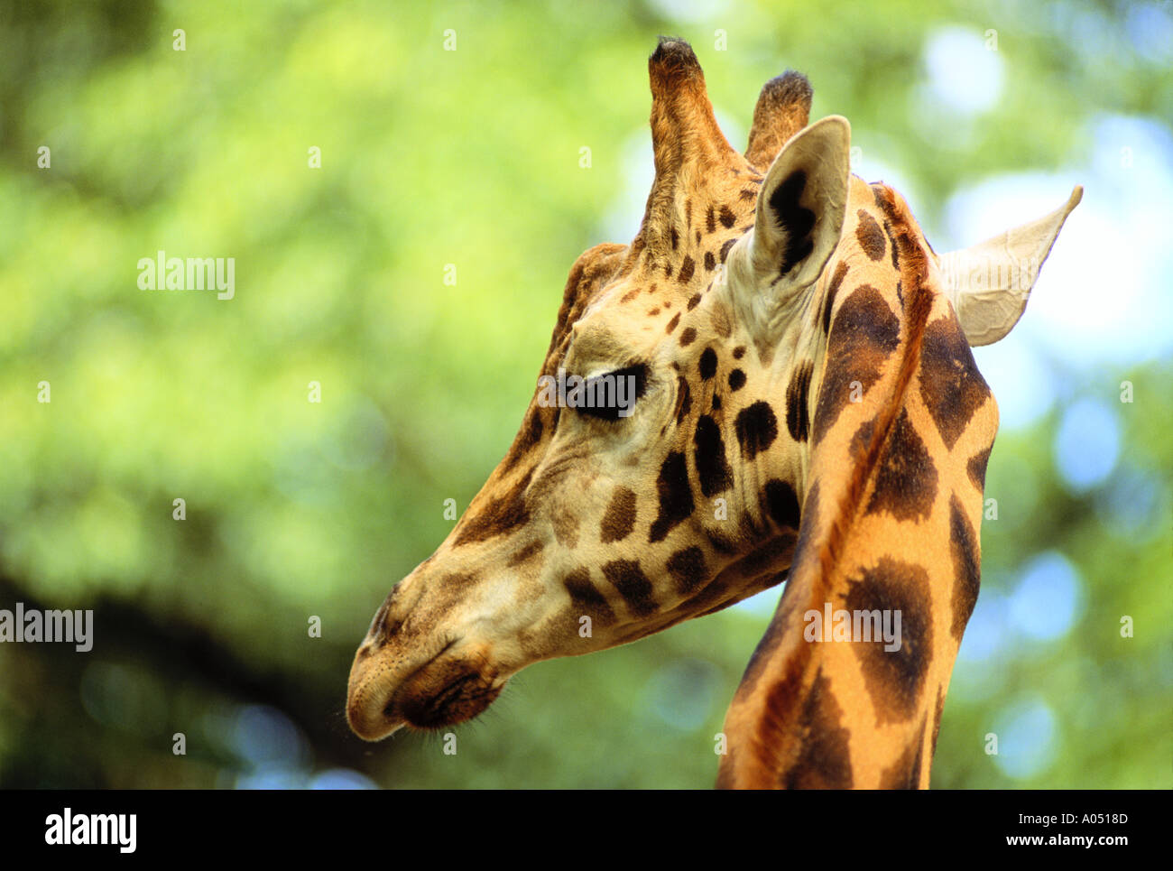 A giraffe s head Stock Photo - Alamy